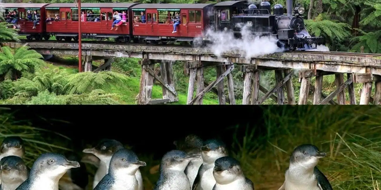 Puffing Billy & Phillip Island Penguin Parade: Bus & Train Tour from ...